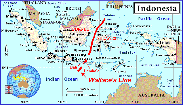 enchantingly Indonesia: Wallace and the Wallace line