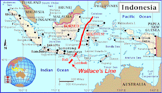 enchantingly Indonesia: Wallace and the Wallace line