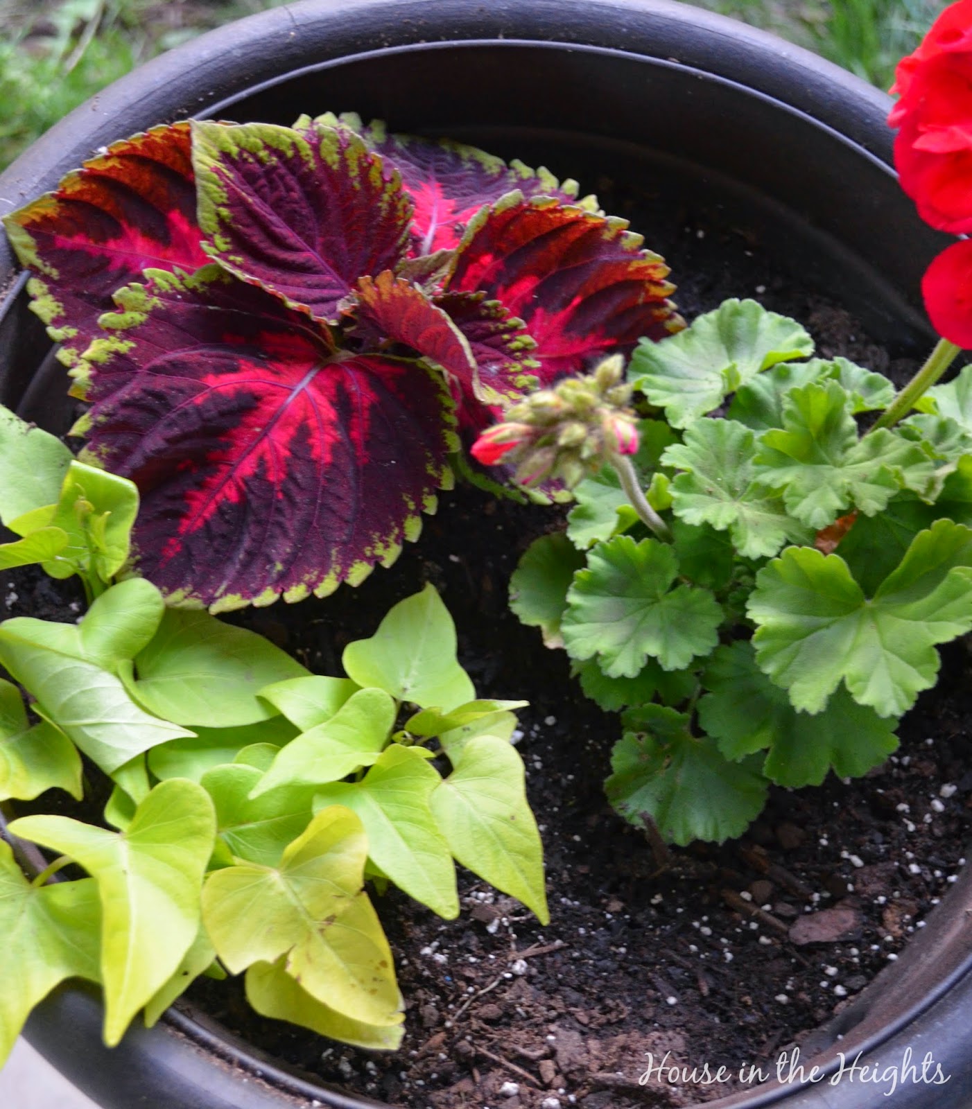 House in the Heights: Spring Planting