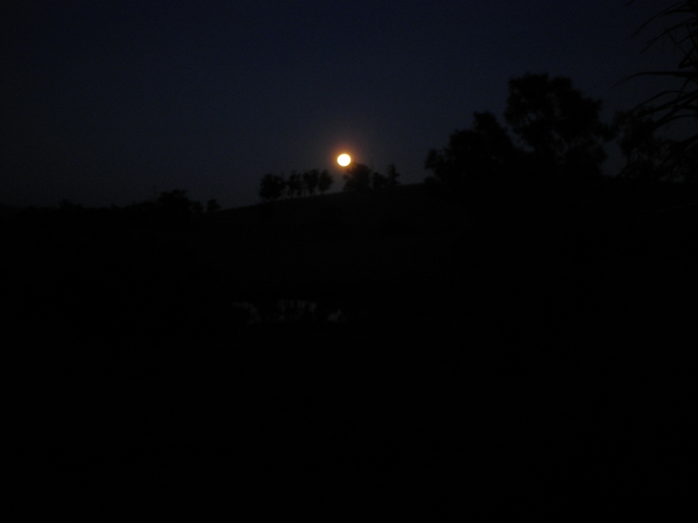 art4moi: Indigo Moon in nature....