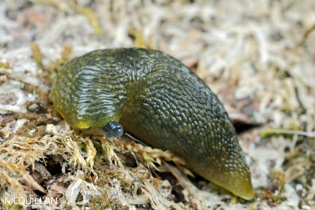 Bryce McQuillan Macro Photography: Slugs/Snails and Velvet Worms