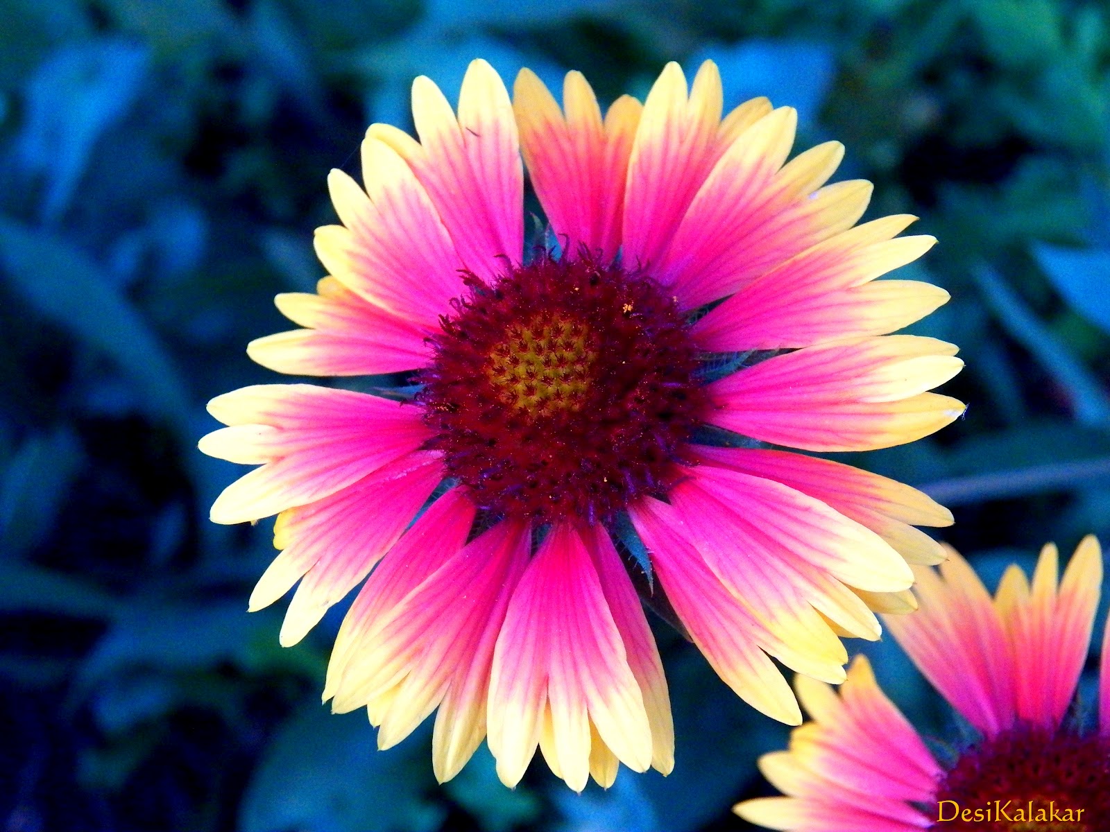 BANCO DE IMÁGENES GRATIS: Las fotos de flores más hermosas del planeta ...