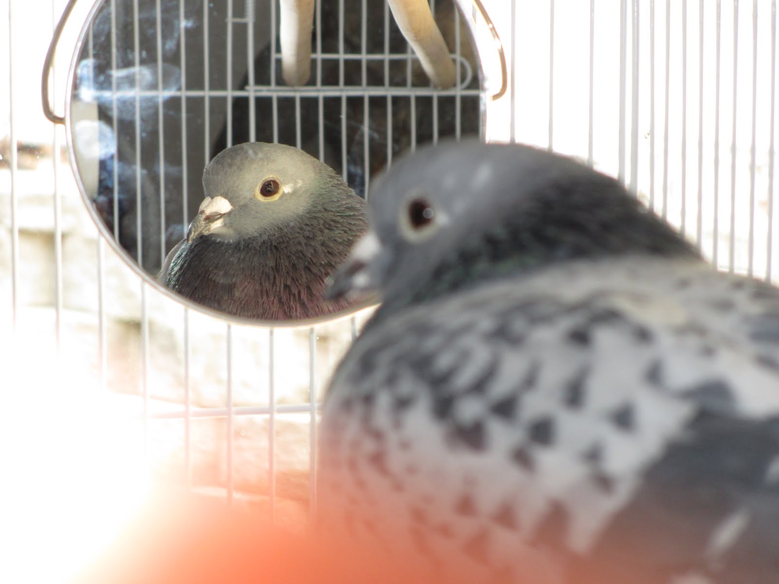 the rescue report: Sweet Pigeon Looking for Home, Guest Post by Heidi ...
