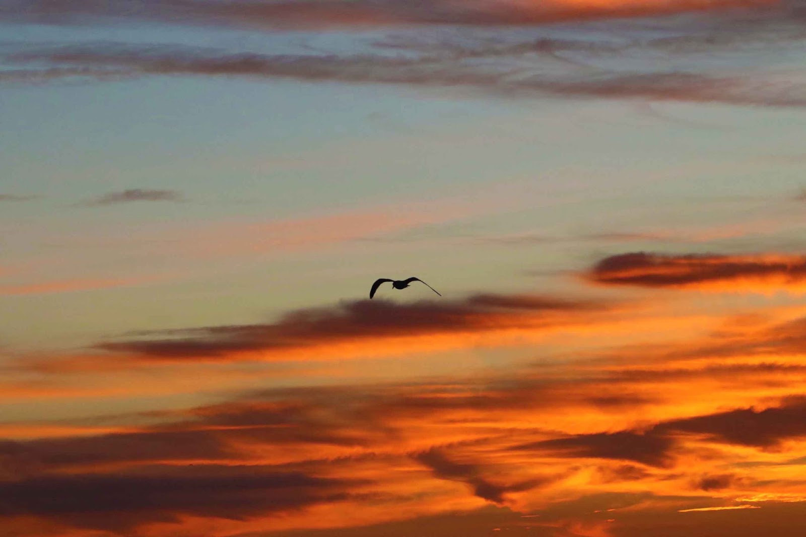 Nichter Photography PLUS