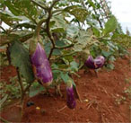 DISTRIBUTOR NASA MEDAN: HAMA DAN PENYAKIT TANAMAN TERONG