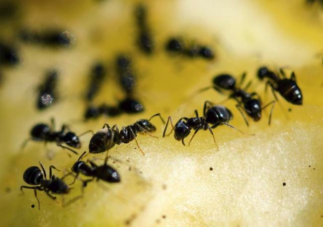 Semut api menyerang London | My Pest News