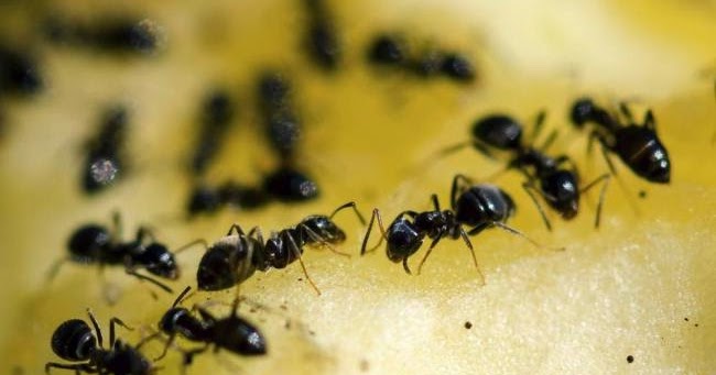 Semut api menyerang London | My Pest News