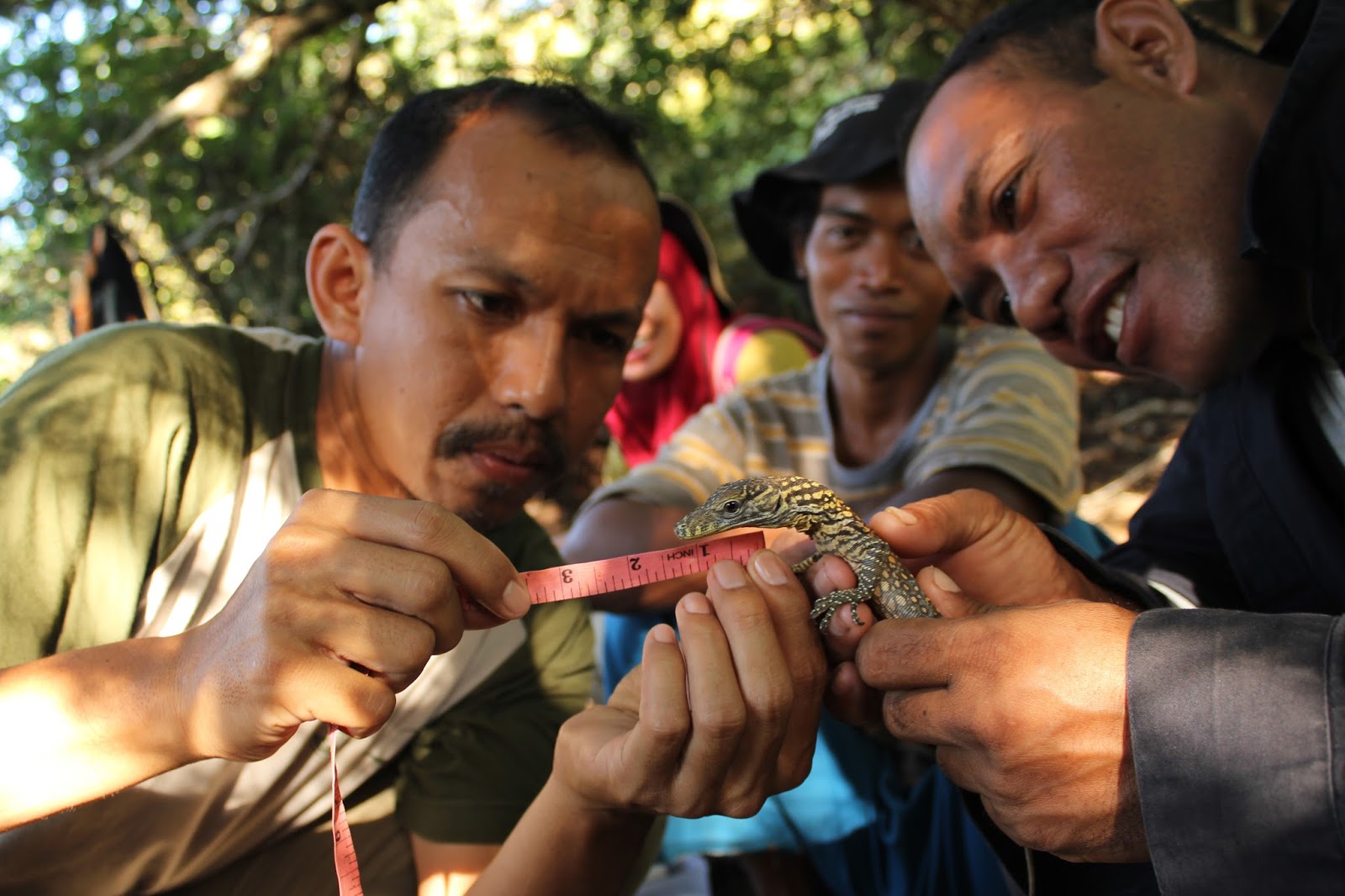 How to track your (Komodo) dragon
