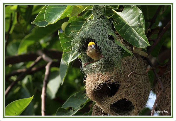 40 Beautiful Pictures of Bird Nest – Bored Art