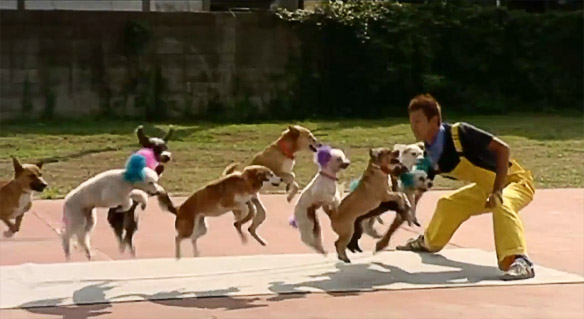 13 DOGS Break World Record for Skipping on a Rope! | BOLD and UNUSUAL ...