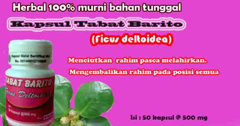 Produk Herbal Murni bahan Tunggal: KAPSUL TABAT BARITO (Ficus deltoidea)