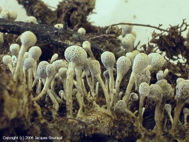 HONGOS DE AMERICA Y OTROS CONTINENTES: FAMILIA: Onygenaceae. GENERO ...