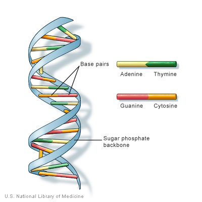 Unseen Rare Collection: DNA Model Project,Molecule,Mutation,Labeled ...