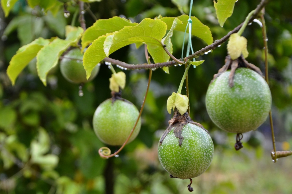 My little vegetable garden: Passion fruit / markisa update 3