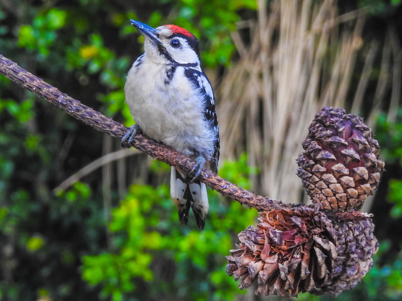 AVES DEL CIELO - BIRDS OF HEAVEN: Pico picapinos (Dendrocopos major ...