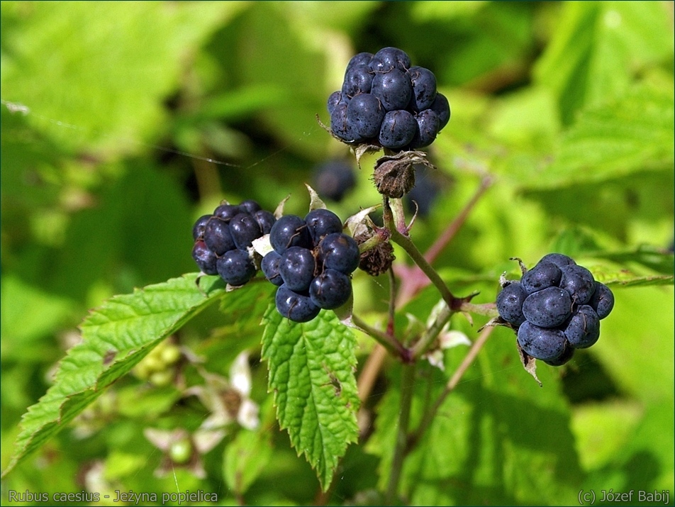Plant Gallery - Encyklopedia Roślin: Rubus caesius - Jeżyna popielica
