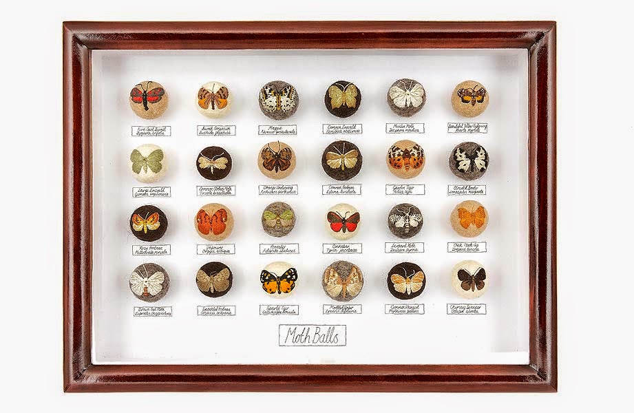 Bichólogo: HILANDO INSECTOS Y COLECCIONES ENTOMOLÓGICAS