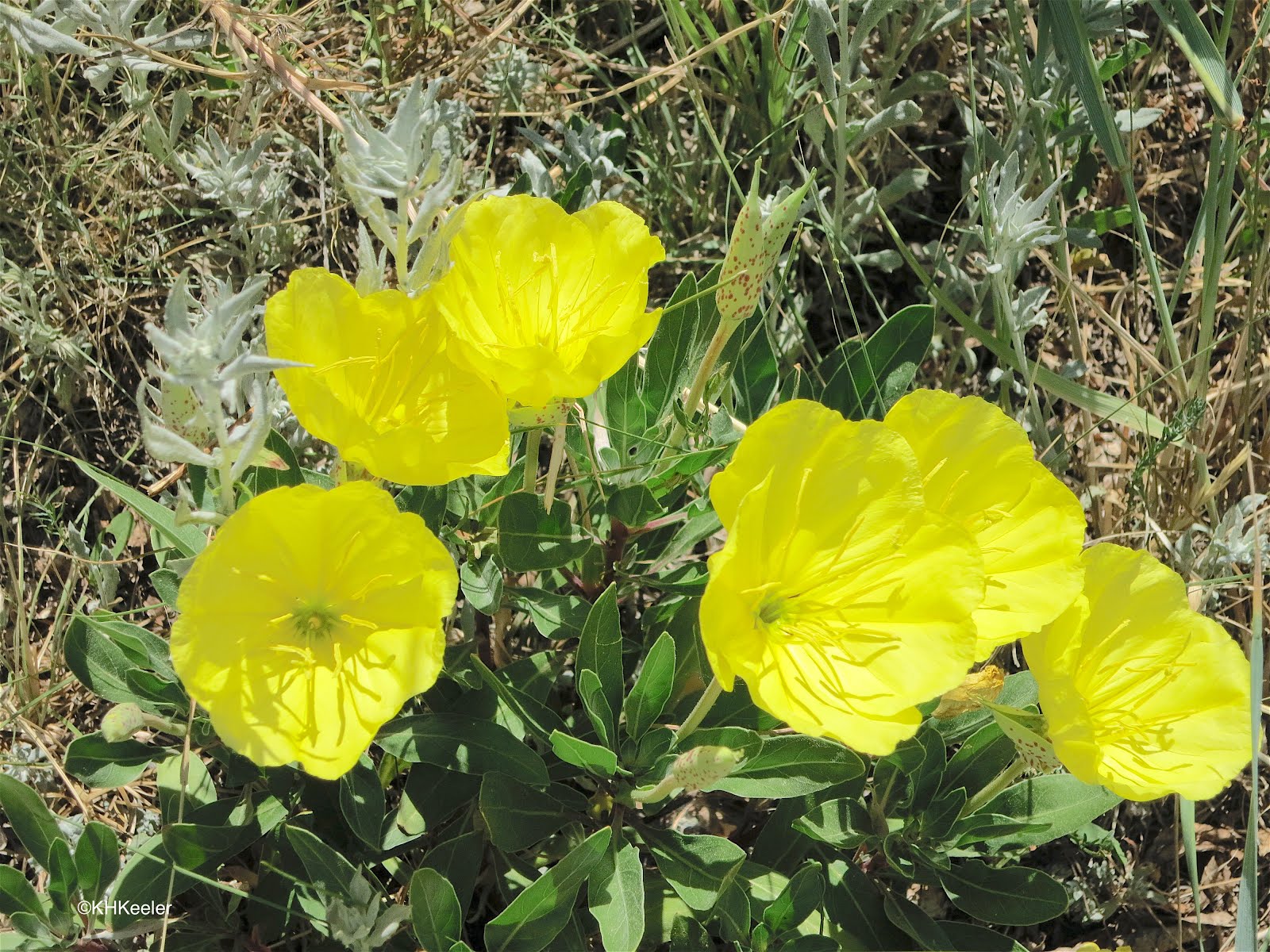 A Wandering Botanist: Evening Primroses in Early Modern Science