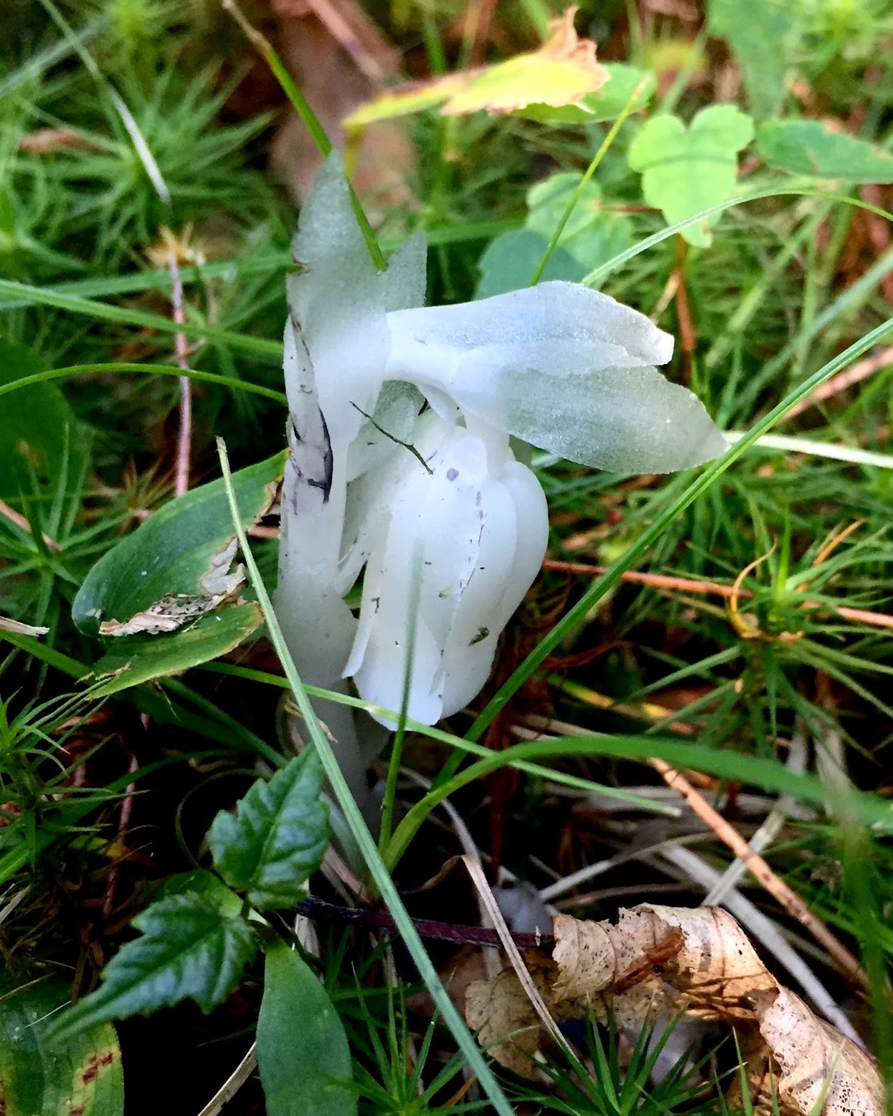 Red House Garden: Ghost Pipe Plant