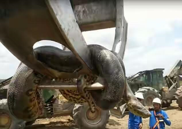 Photos/ Video: Huge 33-ft anaconda discovered by construction workers ...