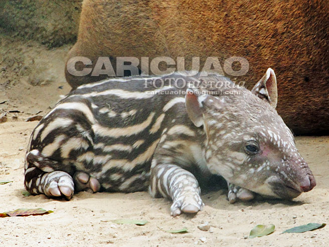 CARICUAO FOTO HISTORIA: ANIMALIA/ DANTA