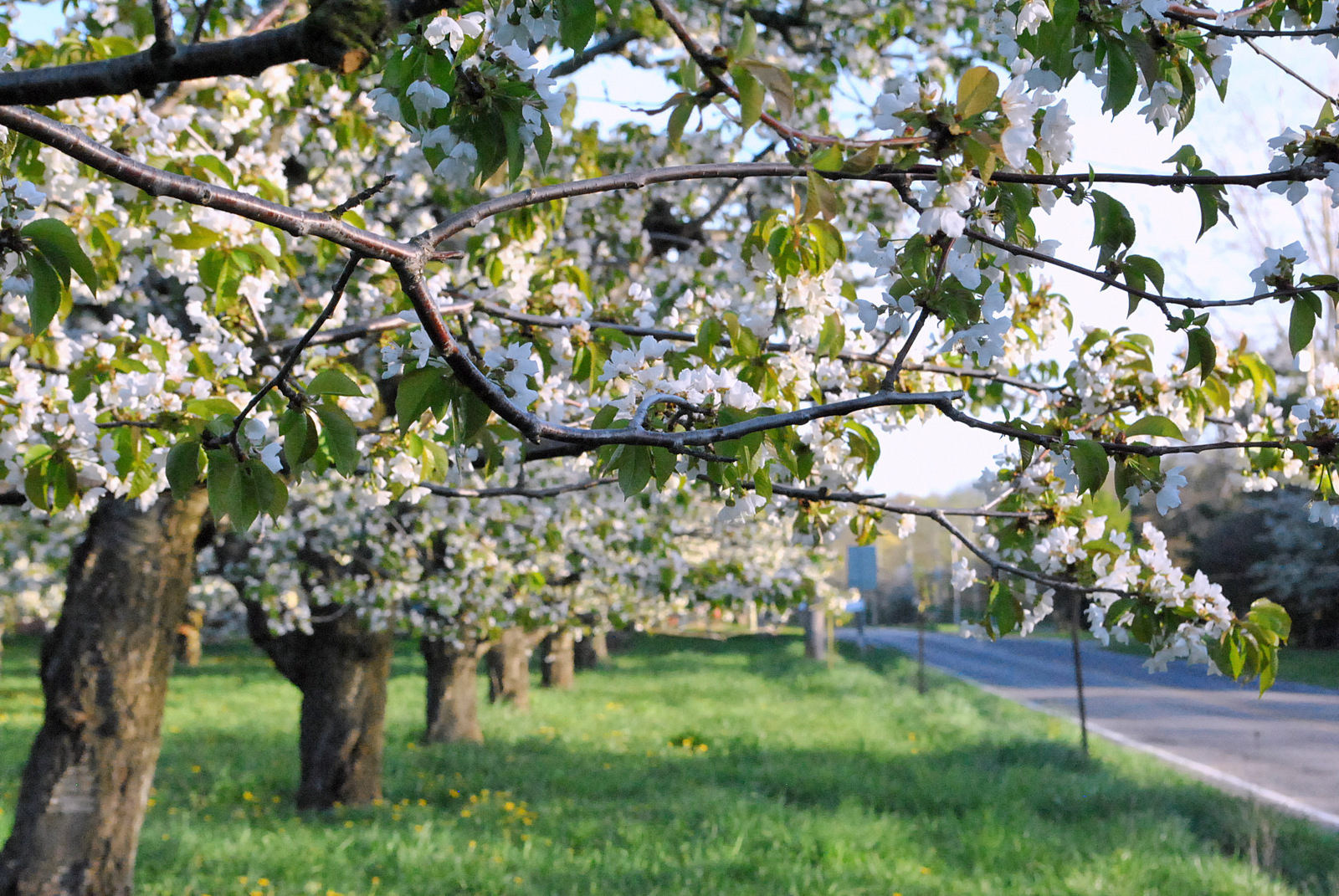 The Grower's Daughter: Orchards in Bloom