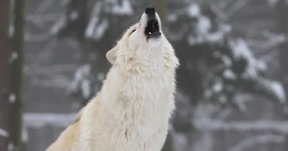 White Wolf : How Wolves Can Change Rivers For The Better (Video)