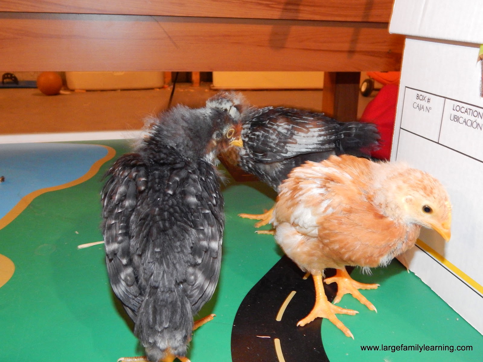 Large Family Learning : Raising Baby Chicks: 3 Weeks Old