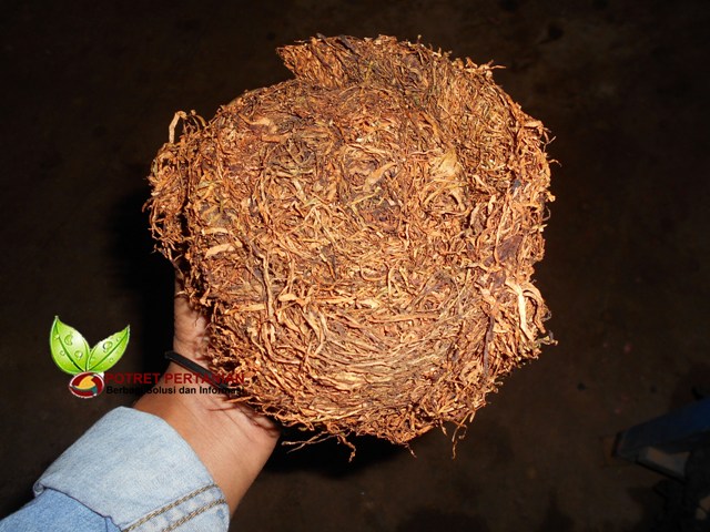 Pengolahan Hasil Tembakau Untuk Konsumsi Sendiri | Pertanian