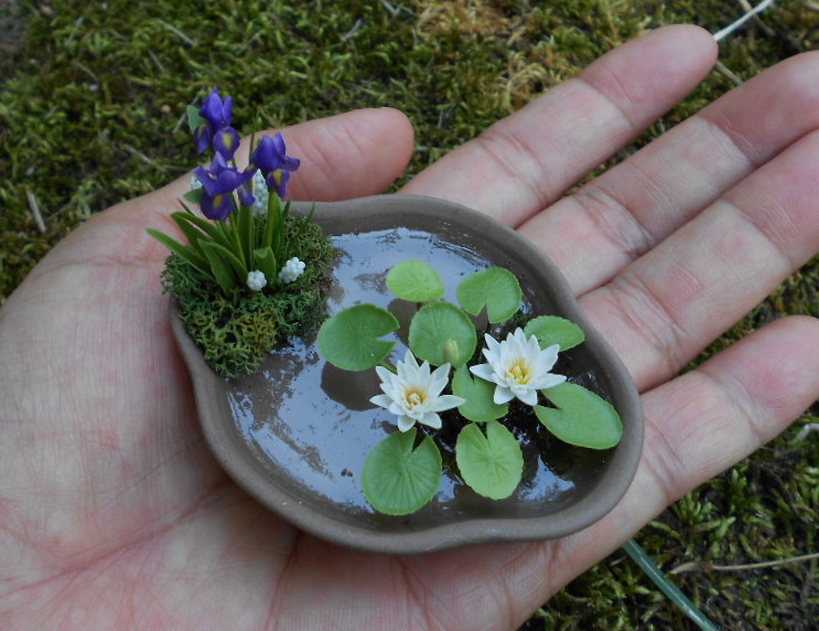 How To Grow Miniature Water Lilies at Sophia Wiseman blog
