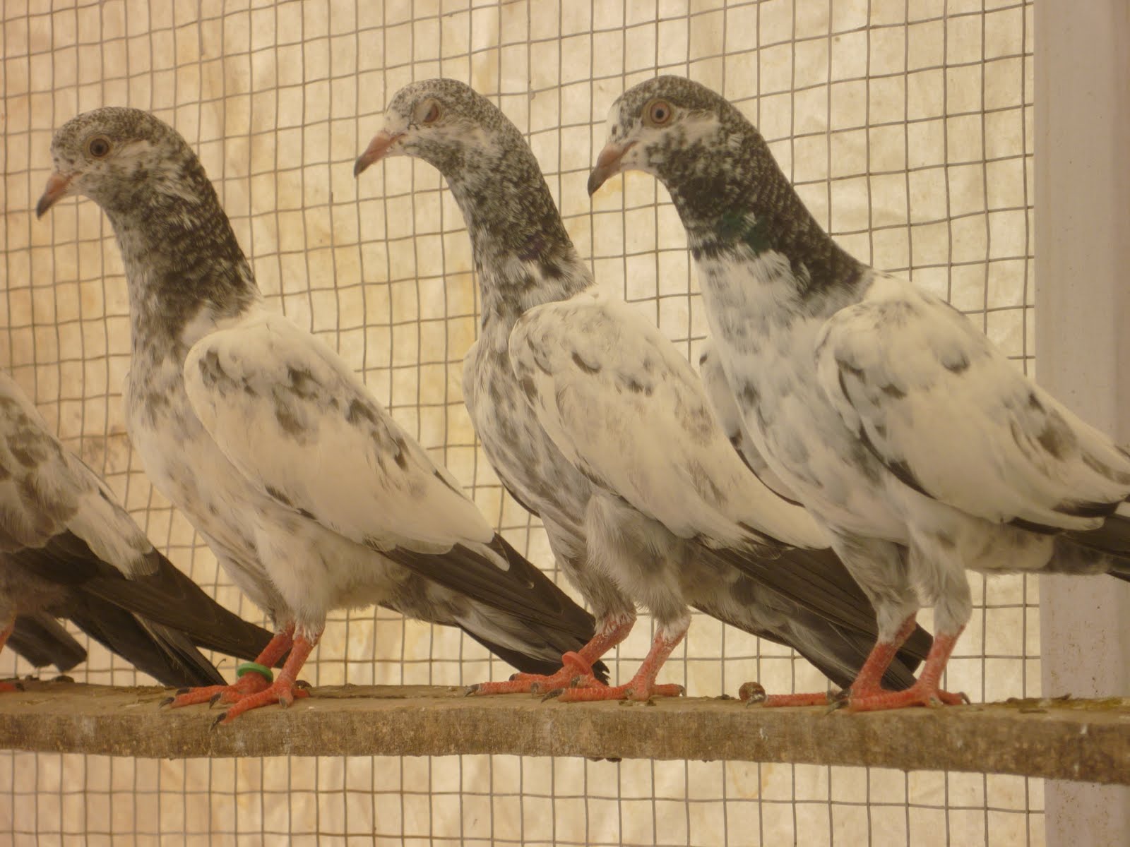 Shahbaz Mimbar Pigeons (kabootar) - Latest Pigeons Breed 2011 ~ Pigeons ...