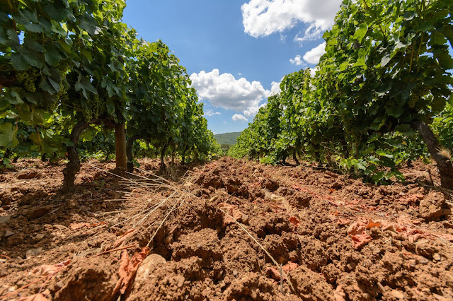 Soil Types and Wine