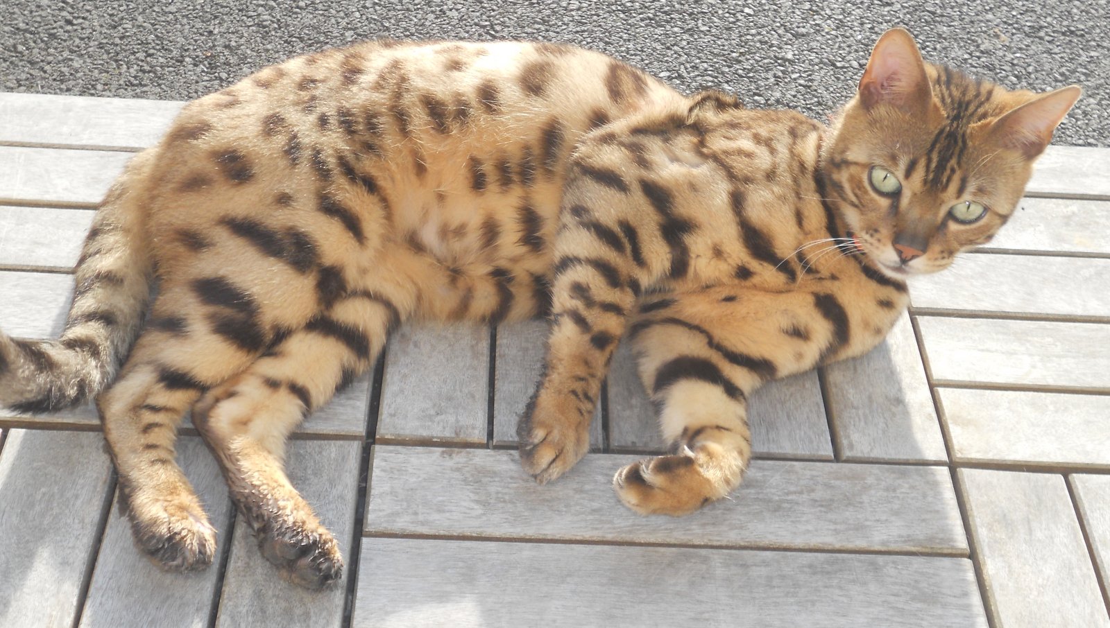 Le Grand Bleu: Chat tigre...