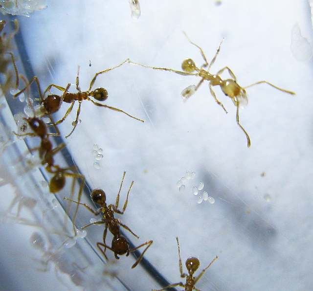 Photos and Info on Ants and Termites of Malaysia: Pheidole Sp.