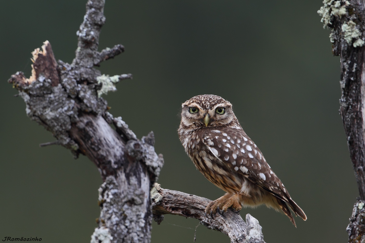 Pescador de aves: Mocho galego
