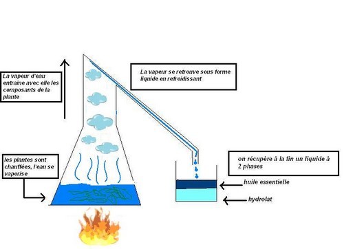 LES HYDROLATS: L'HYDROLATHERAPIE