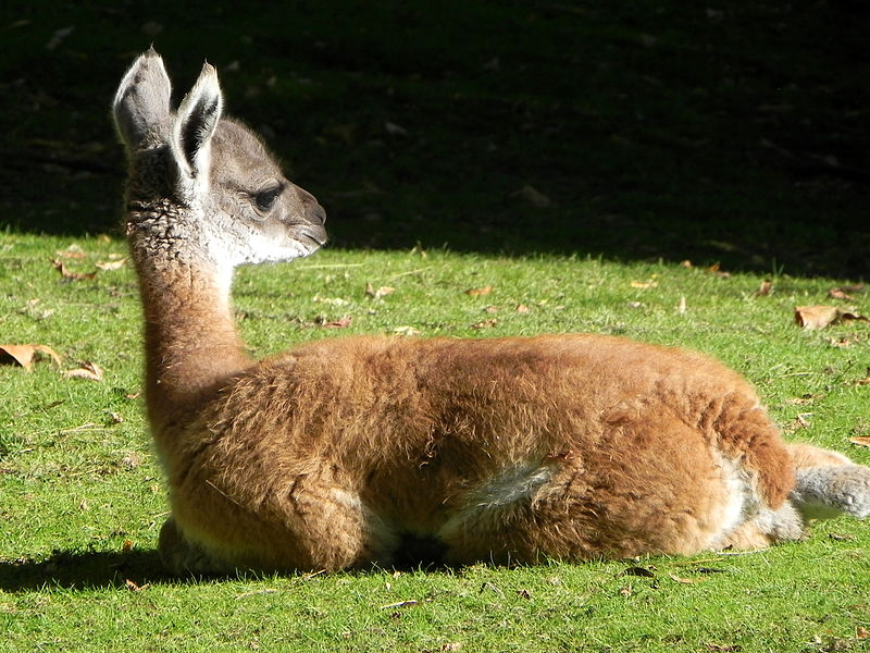 Guanaco