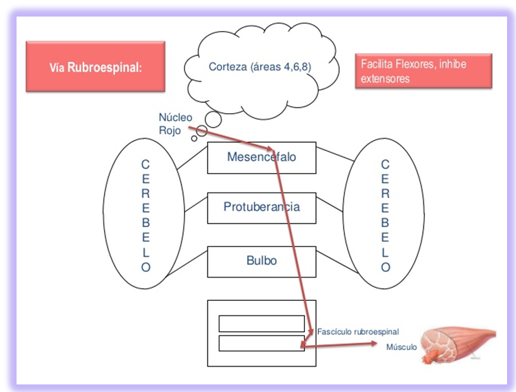 Neurofisiología: Sistema Extrapiramidal y Cerebeloso