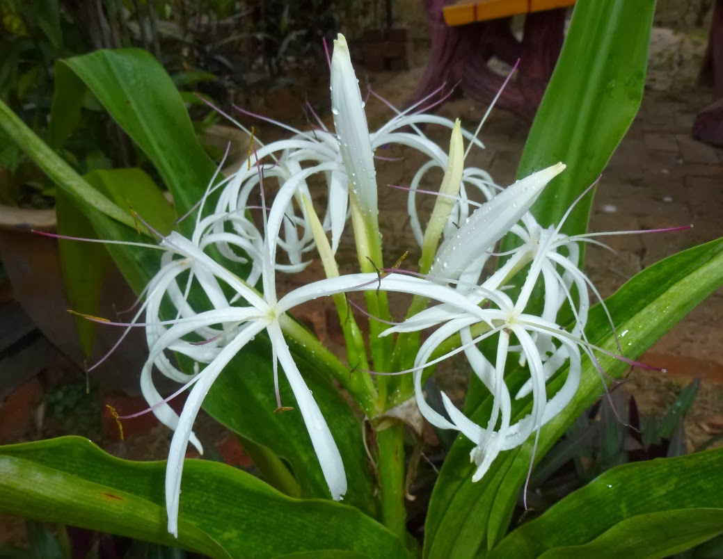 Greenfingers: Pokok Lili