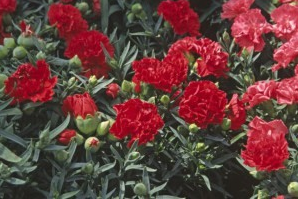 tokobungakarangan: BUNGA ANYELIR DAN MANFAATNYA