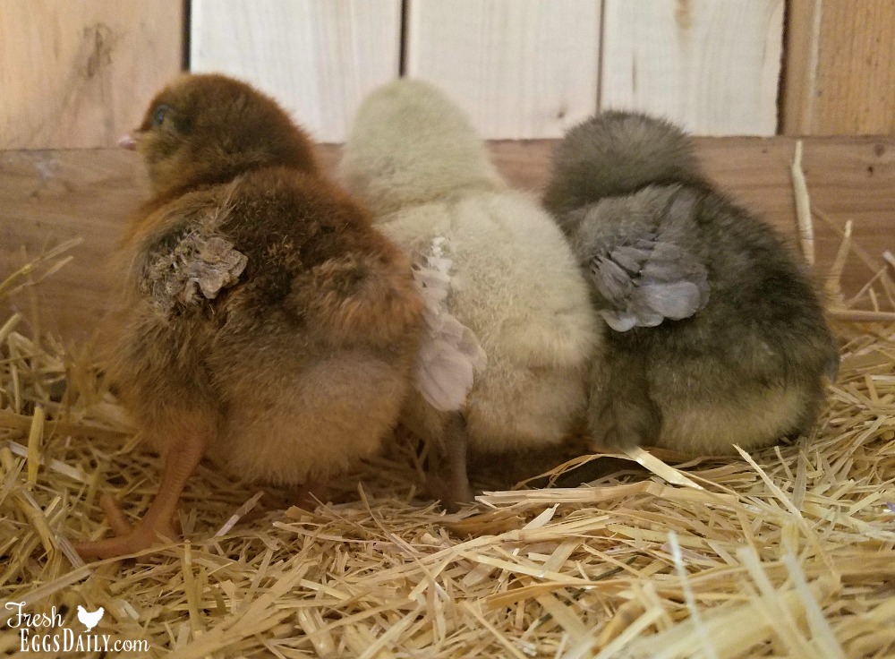 How to Prevent and Treat Pasty Butt in Baby Chicks - Fresh Eggs Daily ...