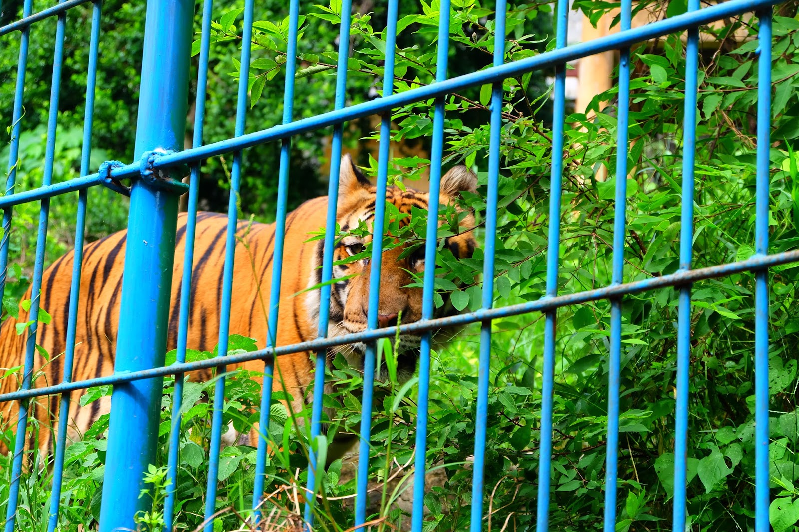 A Day Trip To Baluarte, Ilocos Sur - From The Highest Peak to The ...