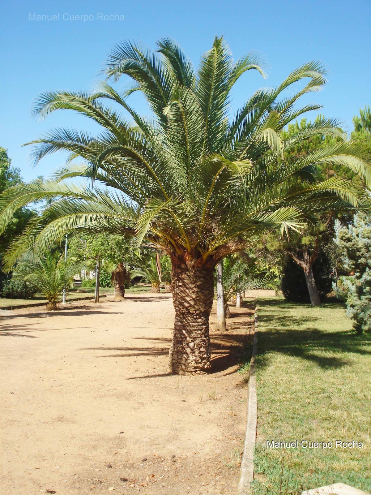 ÁRBOLES Y ARBUSTOS EN LAS CALLES DE MONTIJO: PALMERA O PALMA DE CANARIA