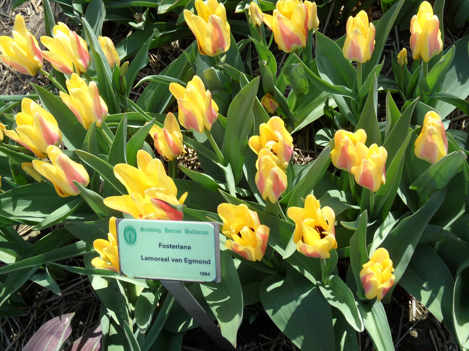 65+ and still young: Middagje Hortus Bulborum in Limmen (NH)