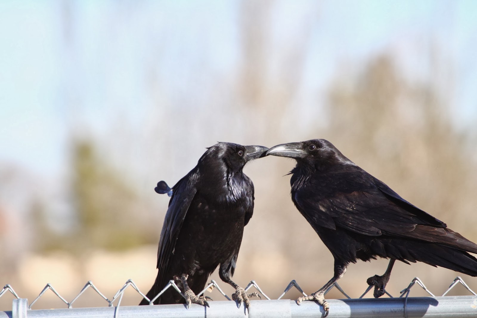 Roger's Birding Adventures: Interesting Common Raven behavior, plus ...