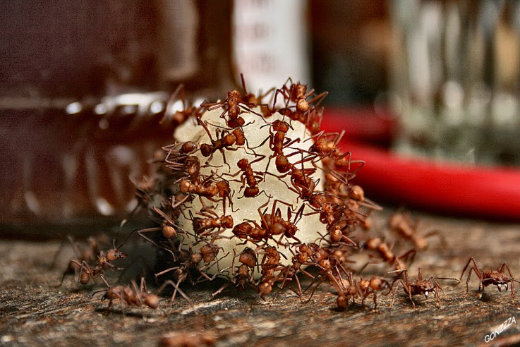 Chocolate con Bachacos: Chocolate con Bachacos