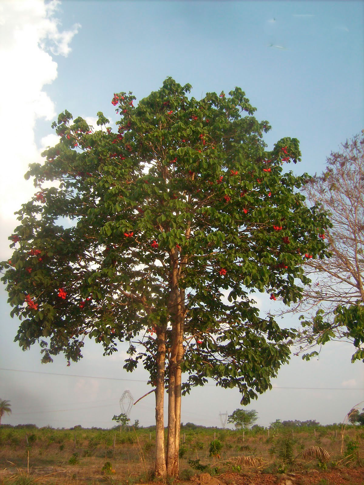 Caliandra do Cerrado: Amêndoa do cerrado - xixá
