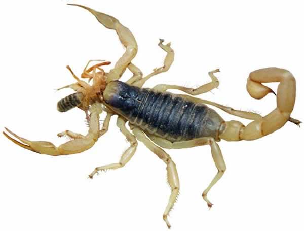 AKREP RESİMLERİ-Manzaralar