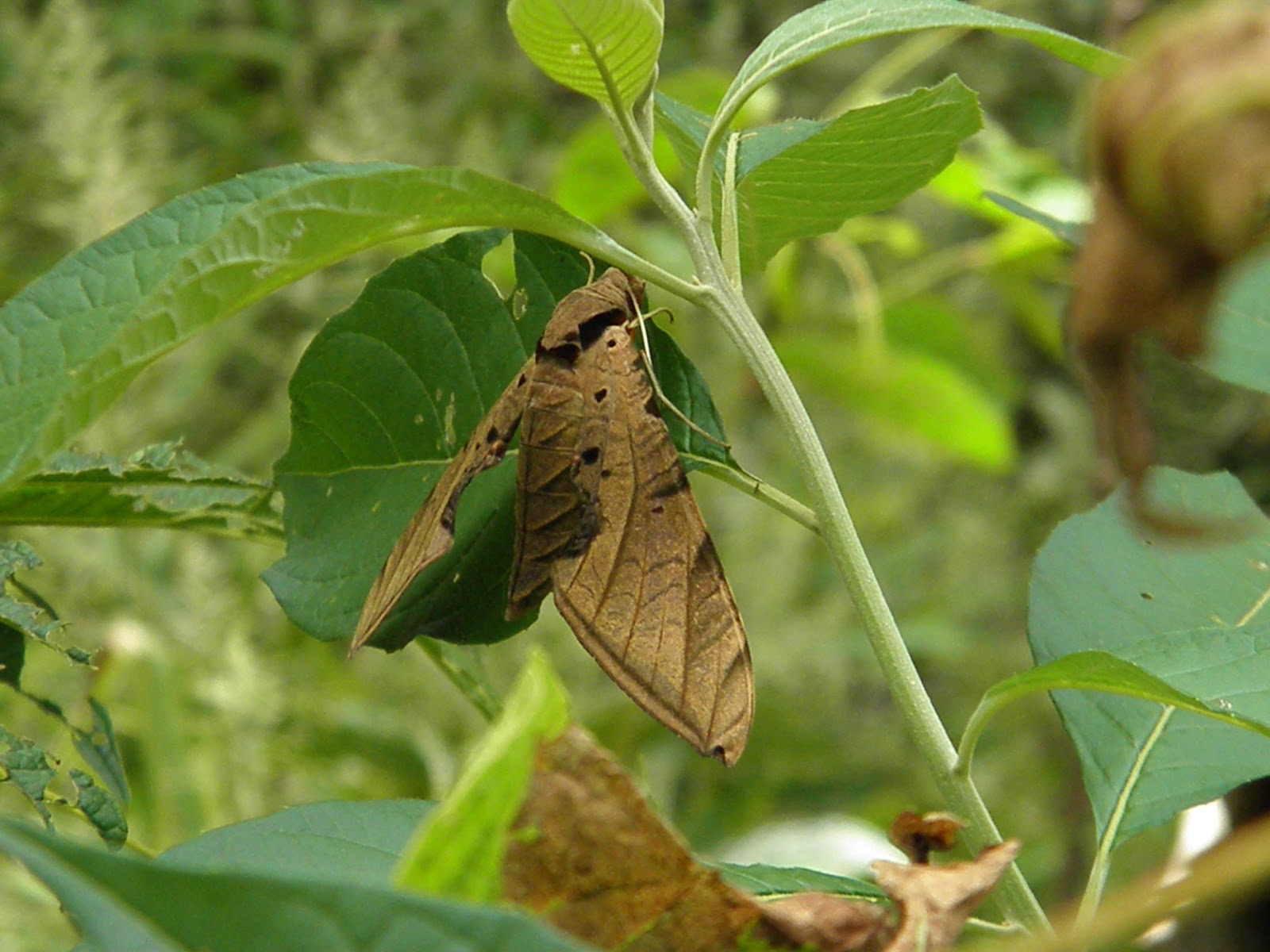 B.C: Ancient Insect Camouflage