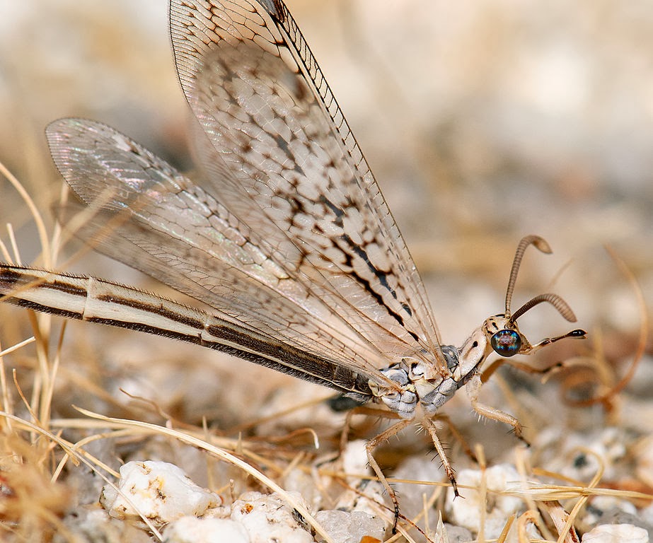 Antlion Antlion
